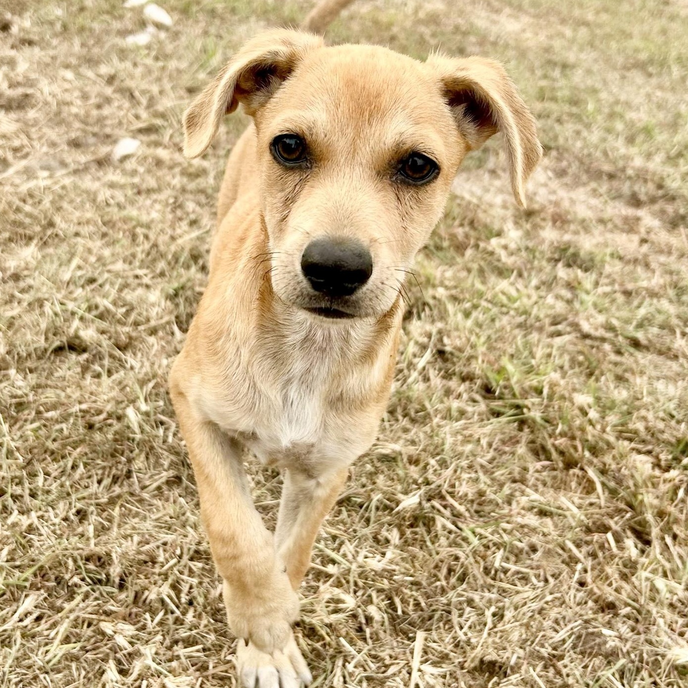 Dog for adoption - Tommy, a Labrador Retriever & Yellow Labrador Retriever Mix in Bensalem, PA ...