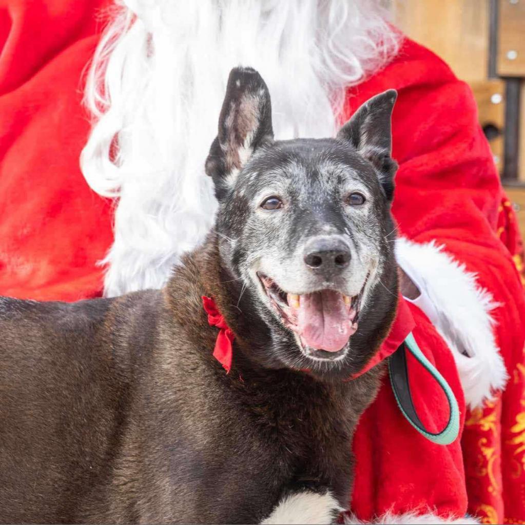 Dog for adoption - Shadoe SS, a Black Labrador Retriever in Hamilton ...
