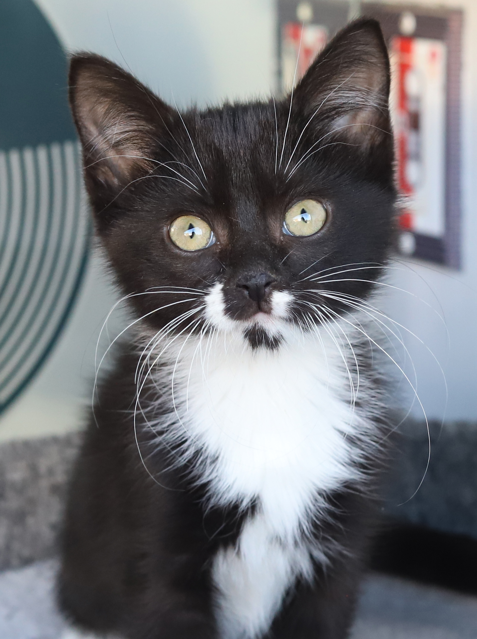 Cat for adoption - Rudy will give u kisses n' cuddles non stop!, a ...