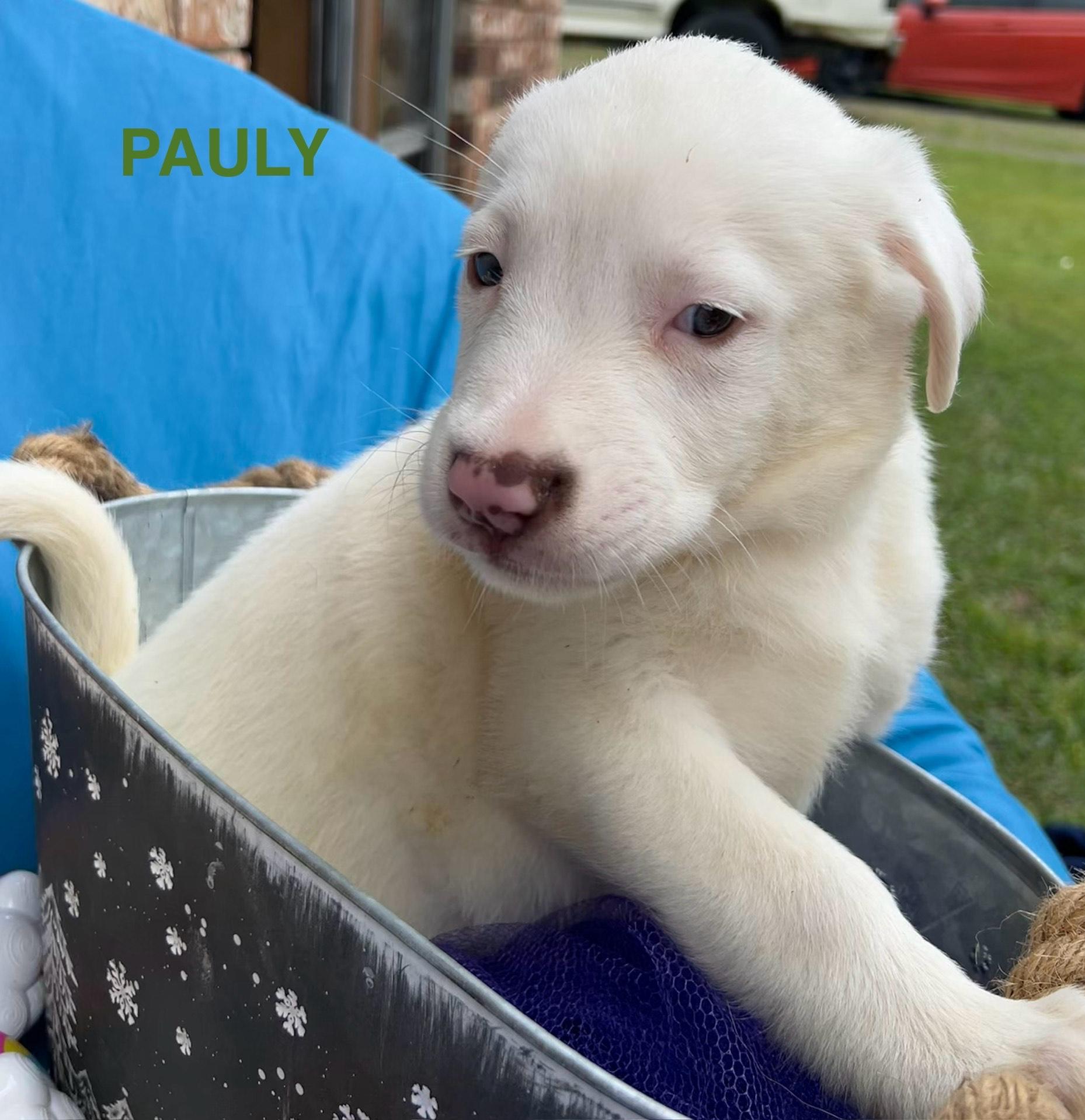 Dog for adoption - pauly, an English Springer Spaniel & Spaniel Mix in ...