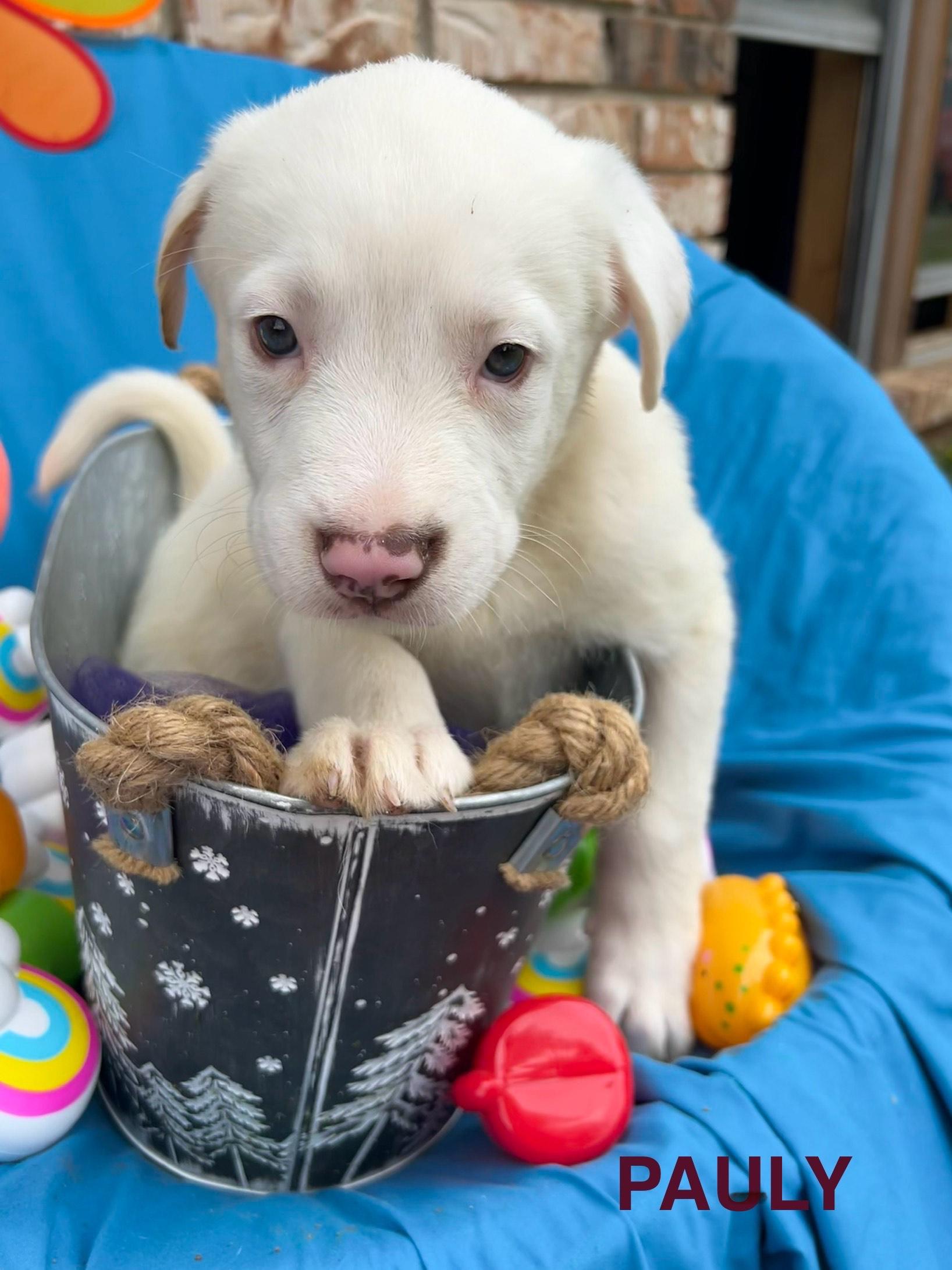 Dog for adoption - pauly, an English Springer Spaniel & Spaniel Mix in ...
