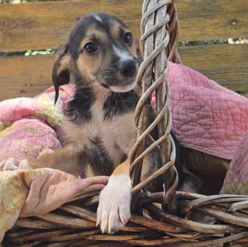 Dog for adoption - Poppy, a German Shepherd Dog & Labrador Retriever ...