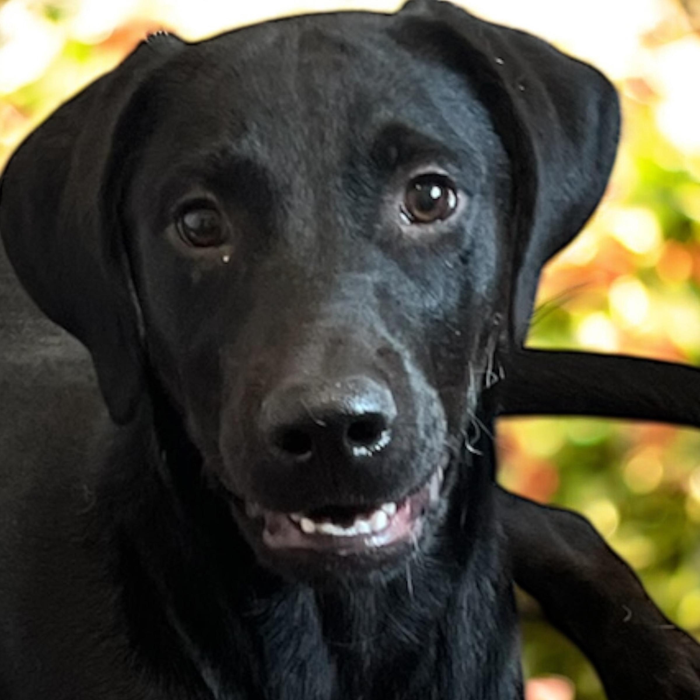 Dog for adoption - Patrick, a Black Labrador Retriever & Hound Mix in ...