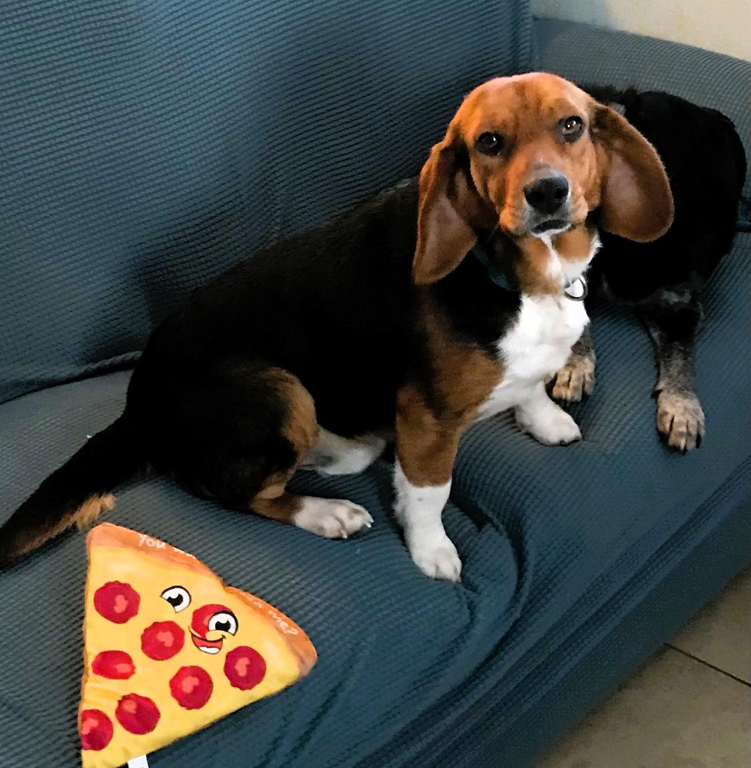 Dog for adoption - Dash, a Beagle & Basset Hound Mix in Honeoye Falls ...