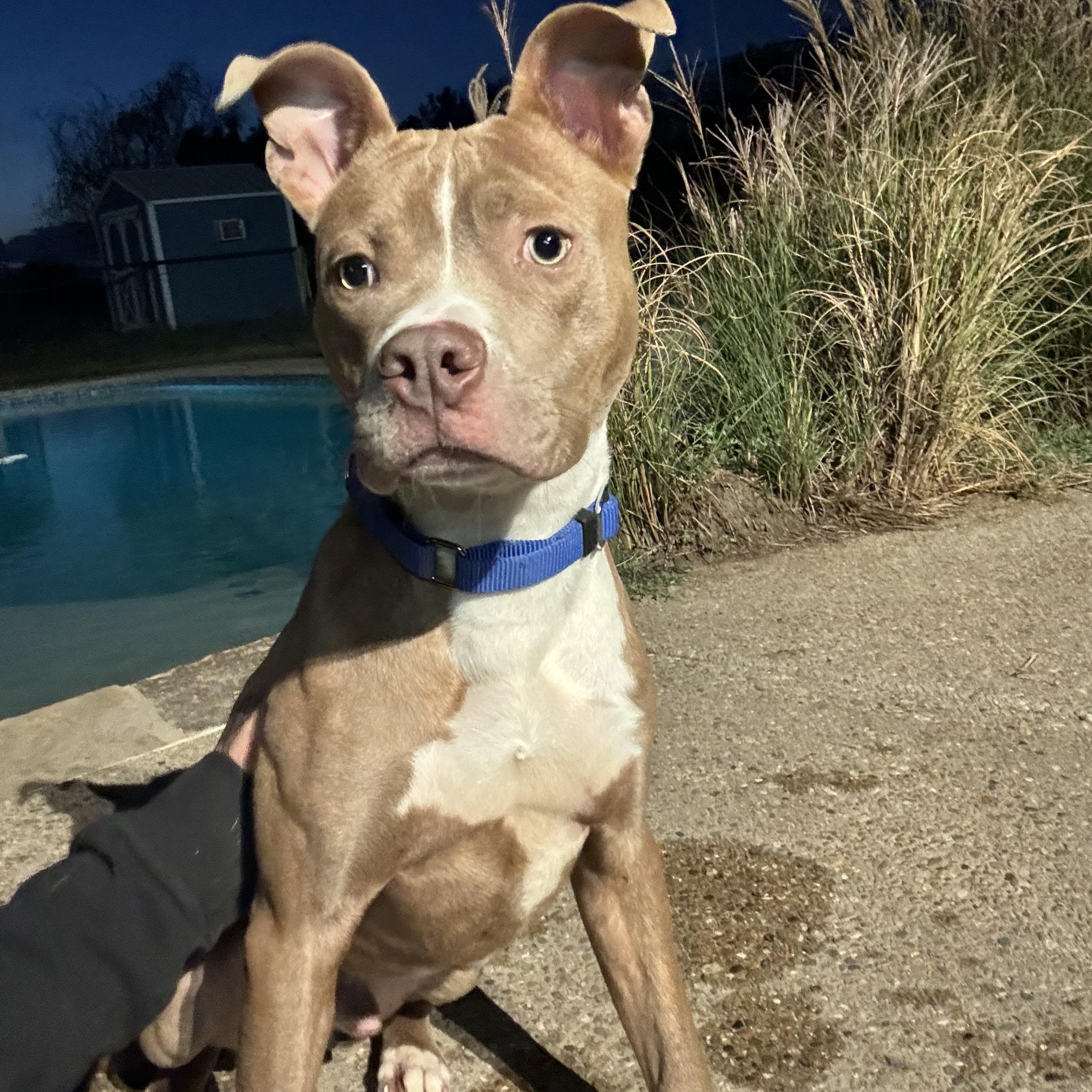 Dog for adoption - Tator, an American Staffordshire Terrier in Fredericksburg, VA | Petfinder