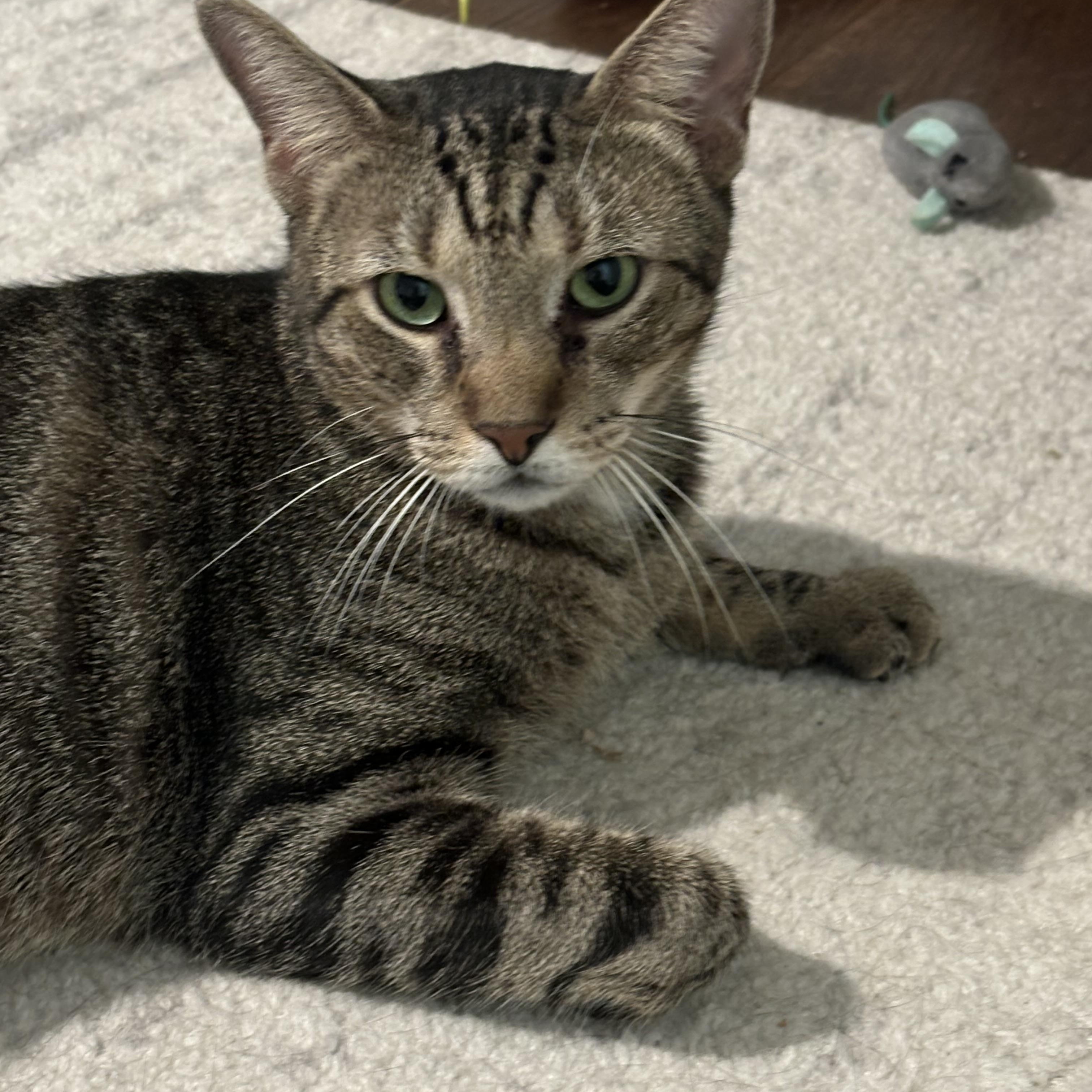 Cat for adoption - Frank Sinatra, a Domestic Short Hair in Hartford, CT ...