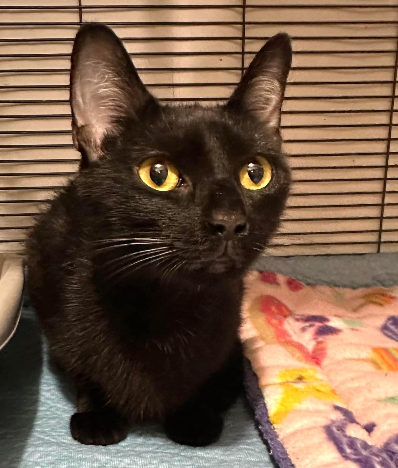Cat for adoption - Simone Biles, a Domestic Short Hair Mix in Baltimore ...