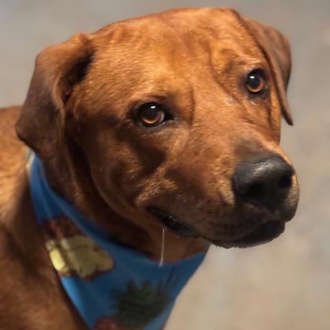Dog for adoption - Milo, a Labrador Retriever Mix in Knoxville, TN ...
