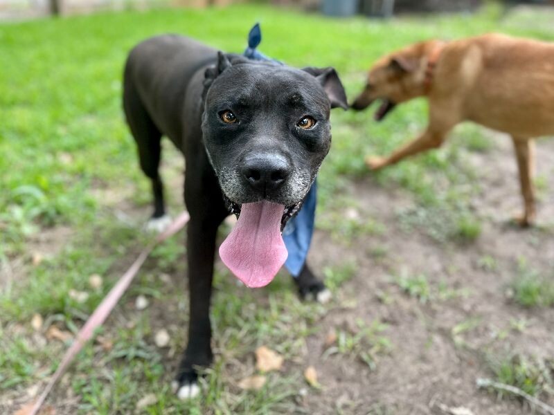 Dog for adoption - Neo fishy face, a Labrador Retriever & Pit Bull ...