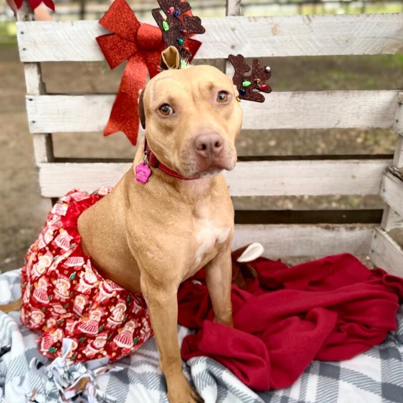 Dog for adoption - Sunflower smiles itty bitty pittie, a Pit Bull ...