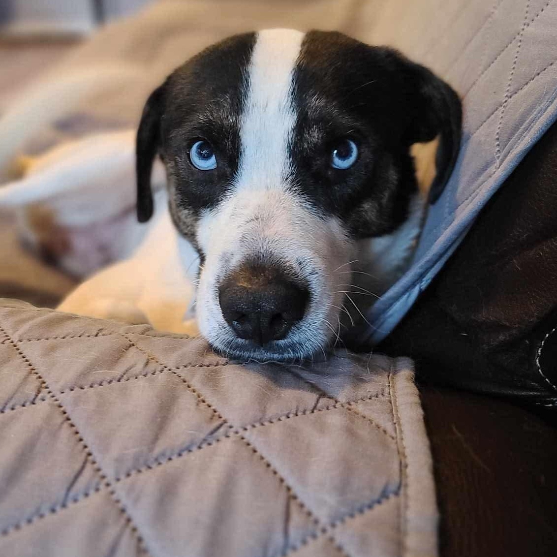 Dog for adoption - Chip, a Labrador Retriever & Pointer Mix in West ...