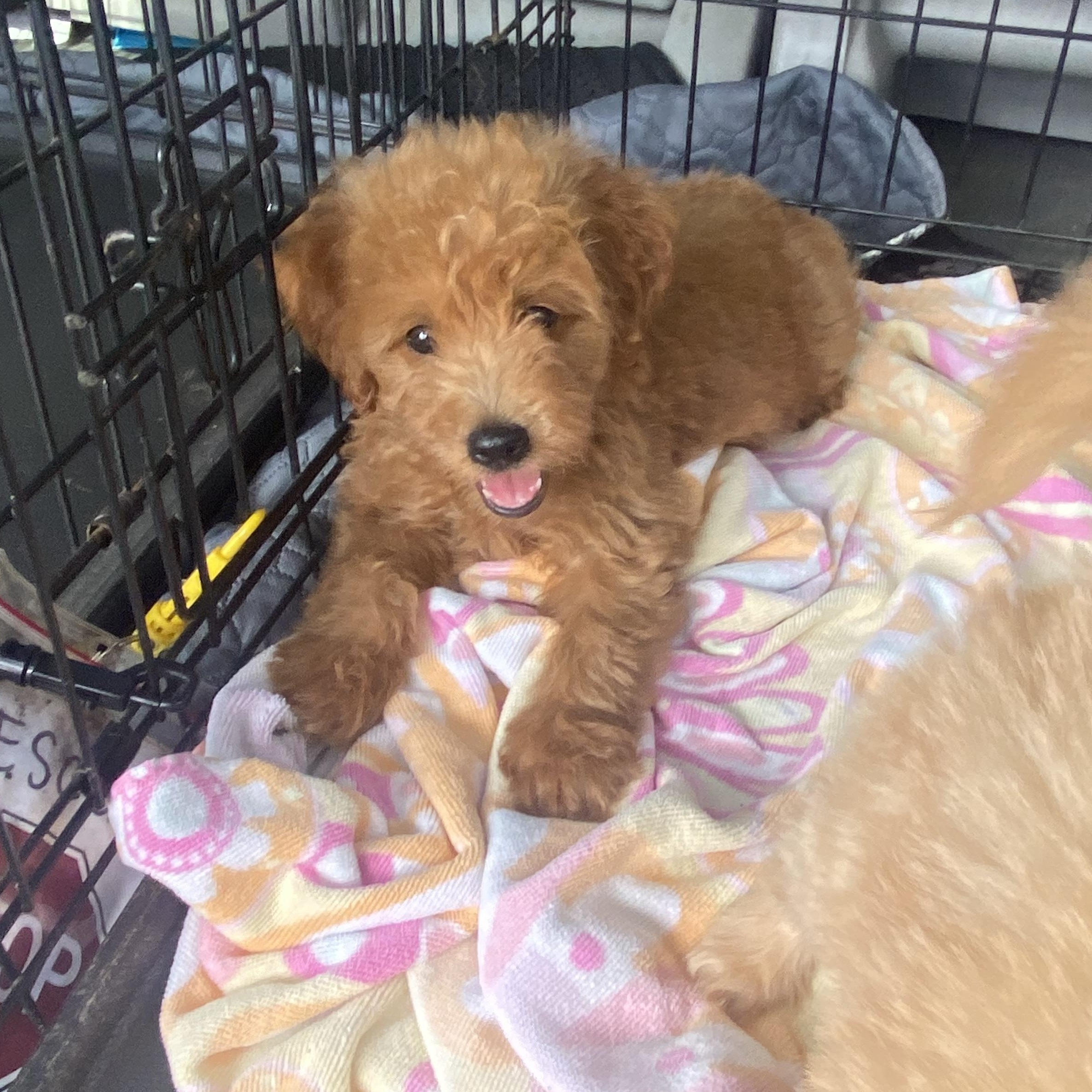 Dog for adoption - Mini Goldendoodle litter, a Goldendoodle & Miniature ...