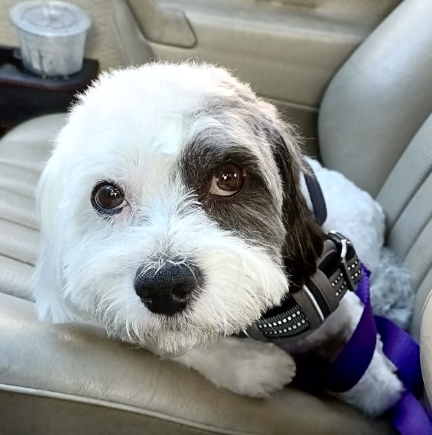 Dog for adoption - TOBY - “Silly Boy” *NEEDS IMMED FOSTER*, a Miniature ...