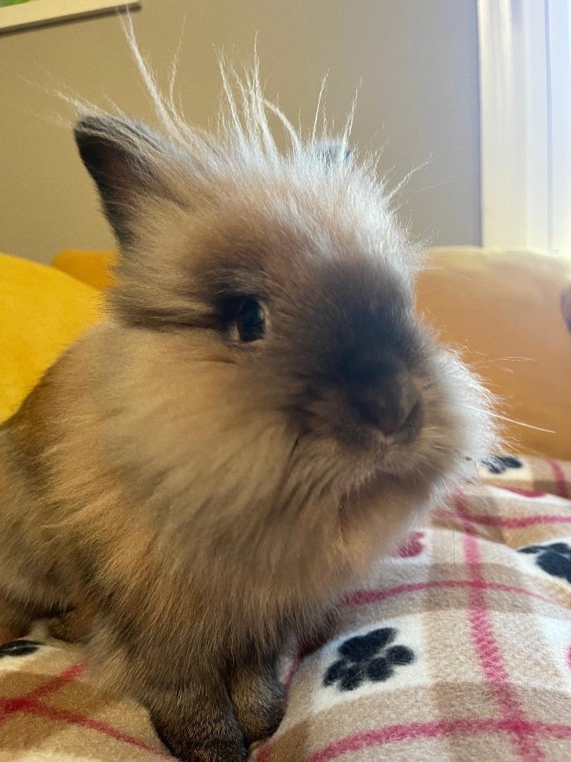 Rabbit for adoption - Hagrid, a Lionhead & Angora Rabbit Mix in ...