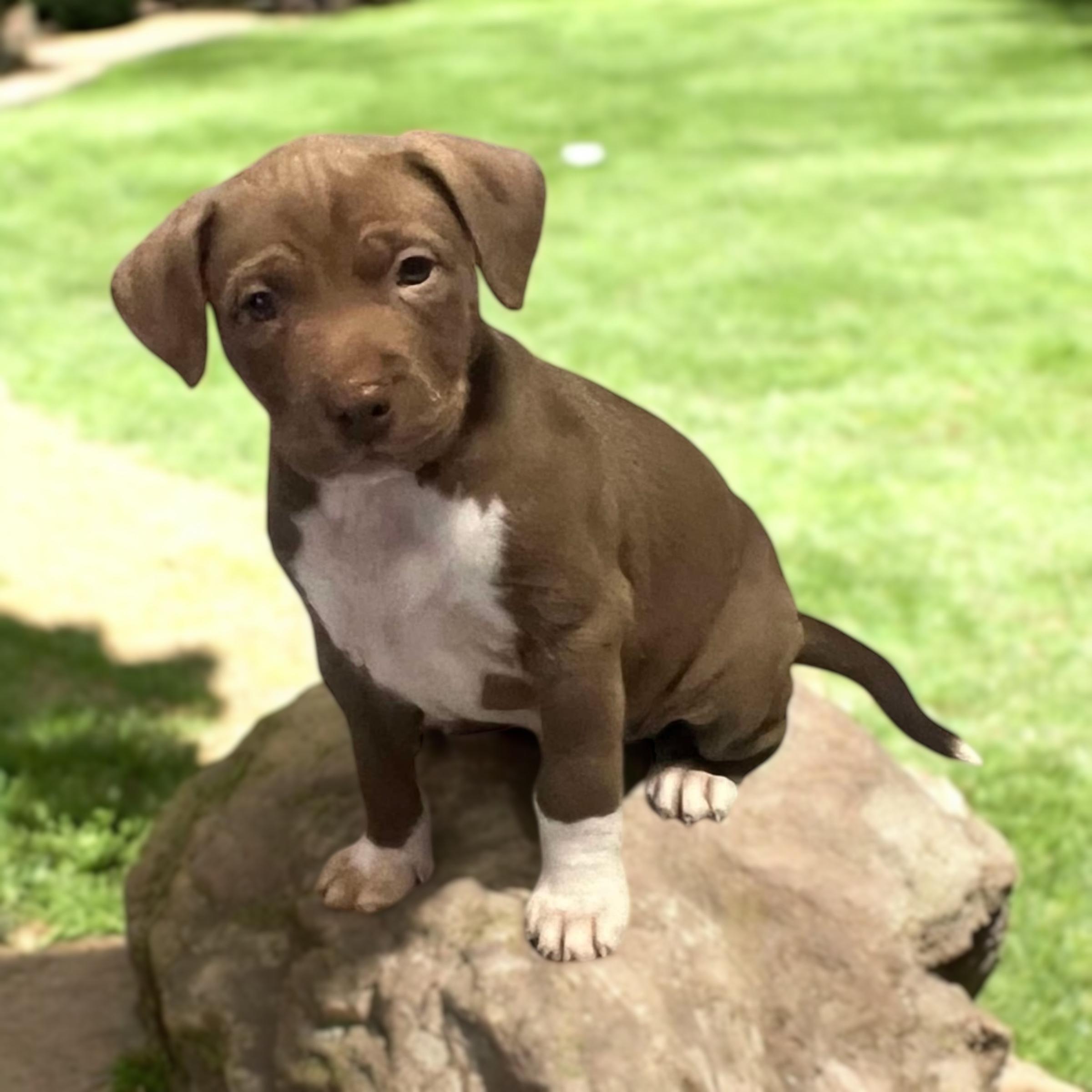 Dog for adoption - Lil Bit, a Pit Bull Terrier Mix in Knoxville, TN ...