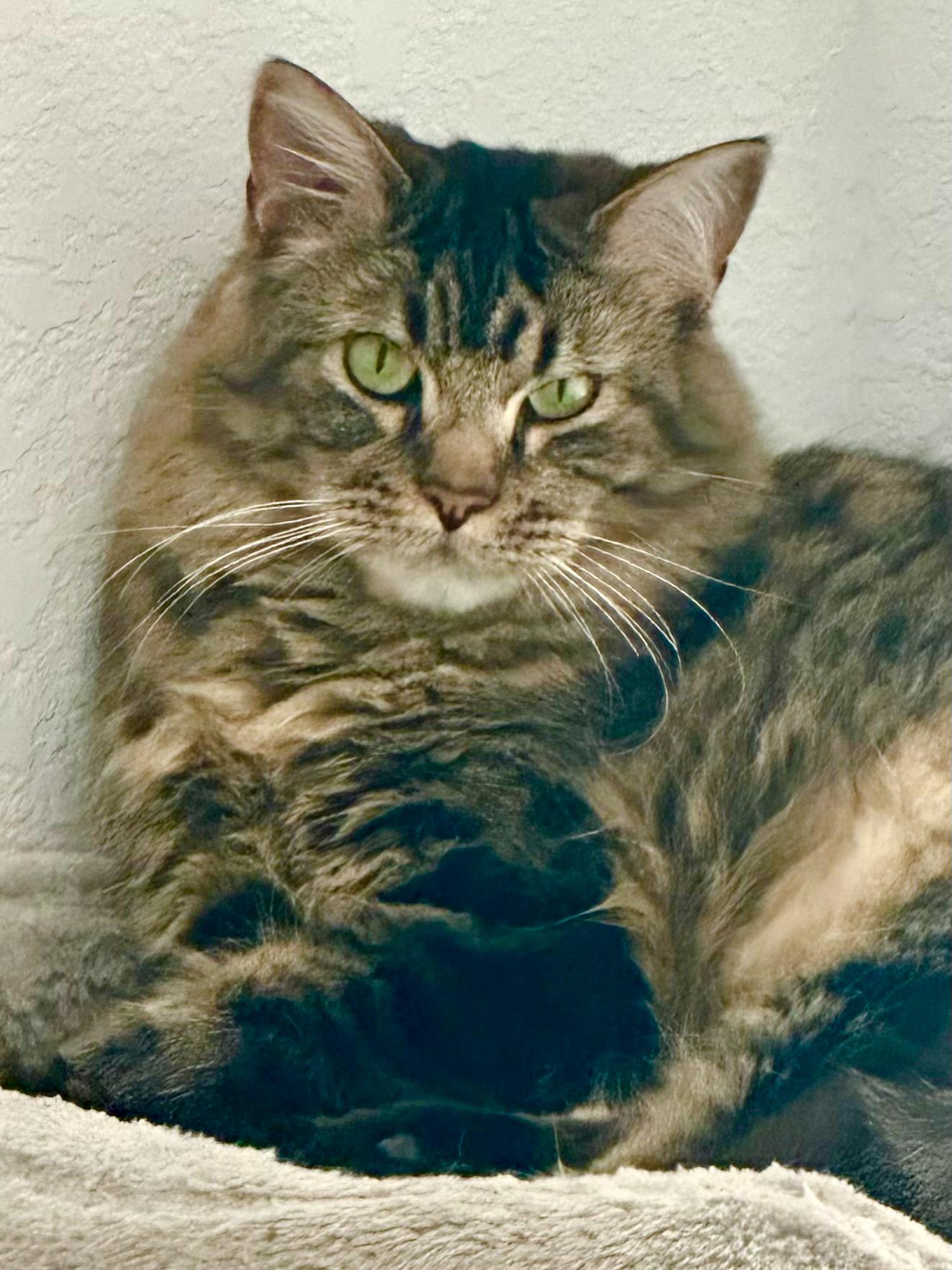 Cat for adoption - Dunkin ***COURTESY POSTING***, a Maine Coon in ...