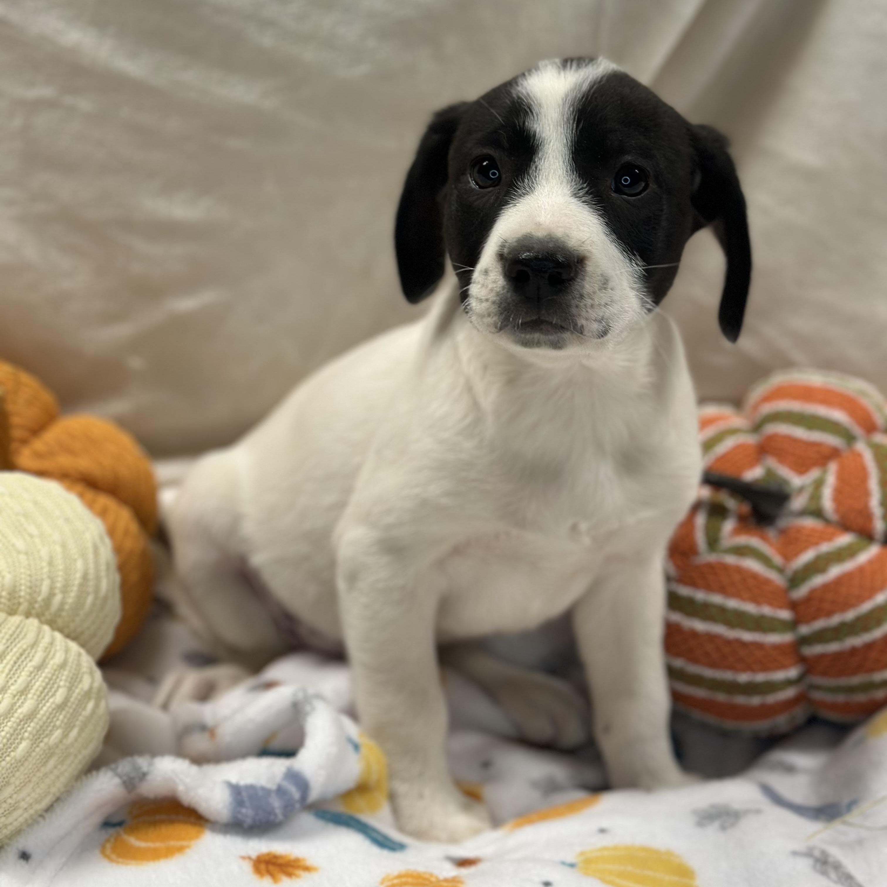 Dog for adoption - Jolene, an English Pointer & American Staffordshire ...