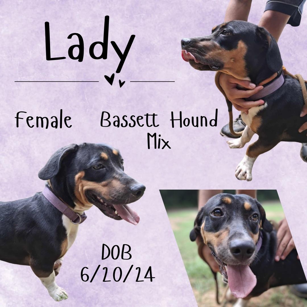 Dog for adoption - Lady, a Basset Hound Mix in Oklahoma City, OK ...