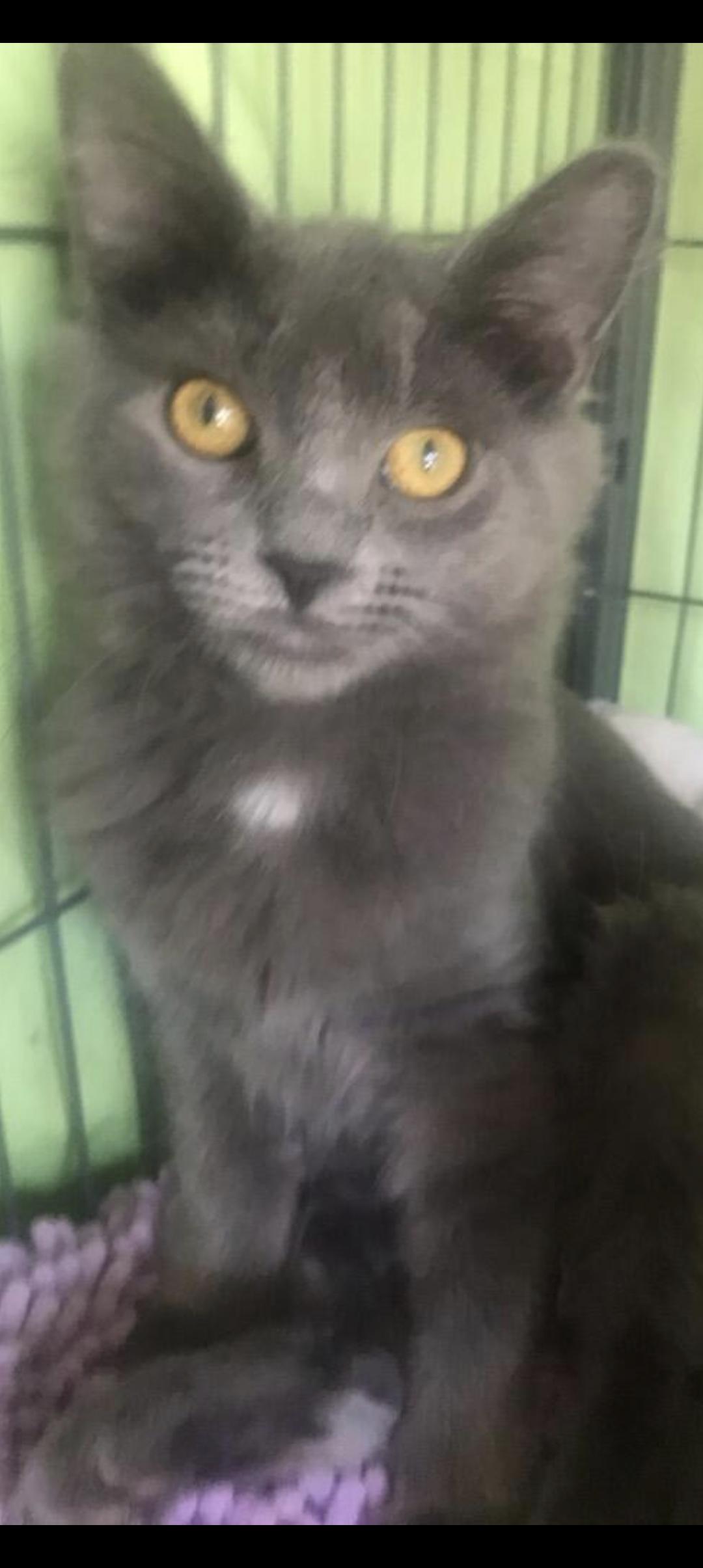 Cat for adoption - Murphy, a Domestic Long Hair in Cincinnati, OH ...