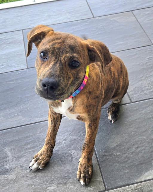 Dog for adoption - Focaccia, a Mountain Cur Mix in Palm Harbor, FL ...