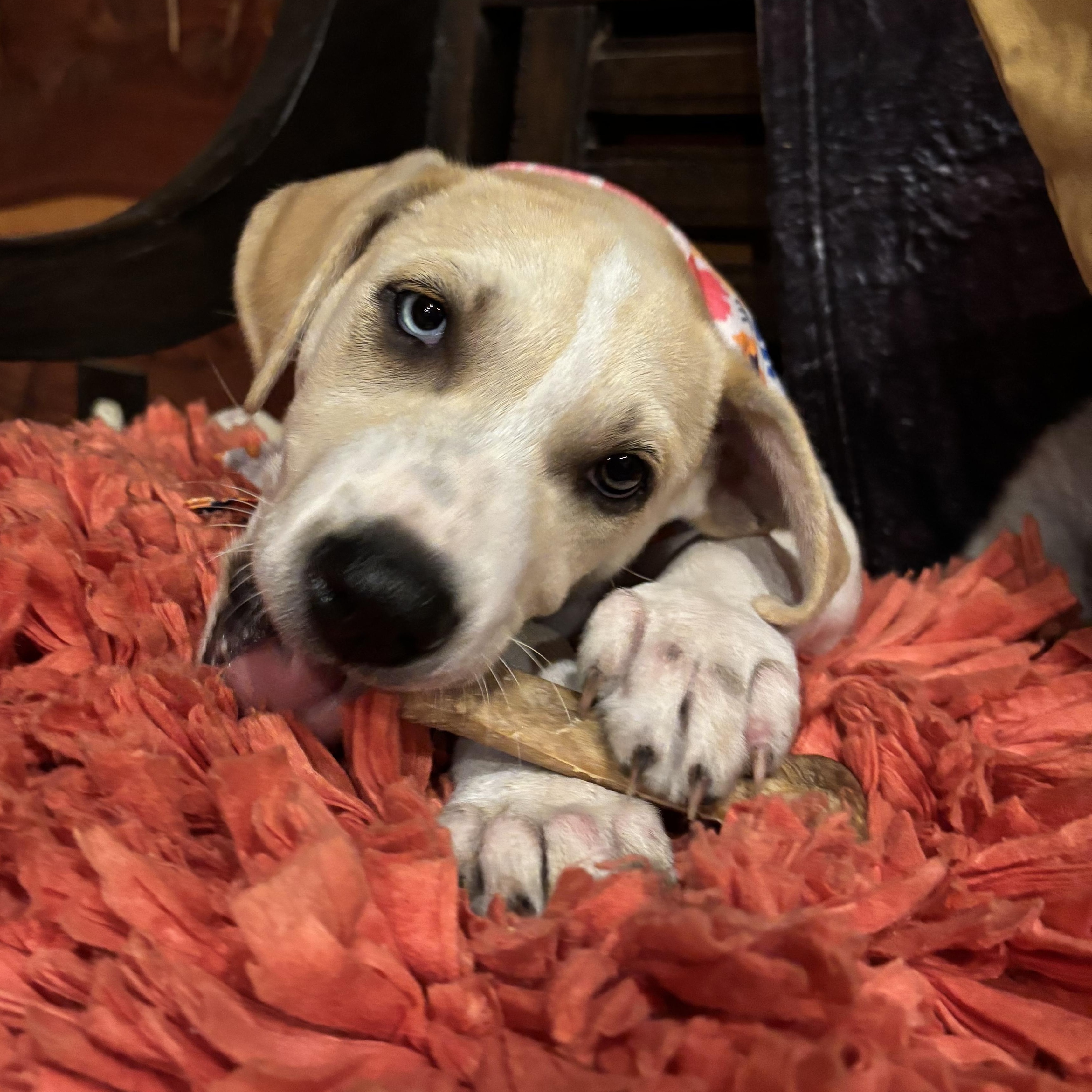 Dog for adoption - Roca, a Mixed Breed in Springfield, MA | Petfinder