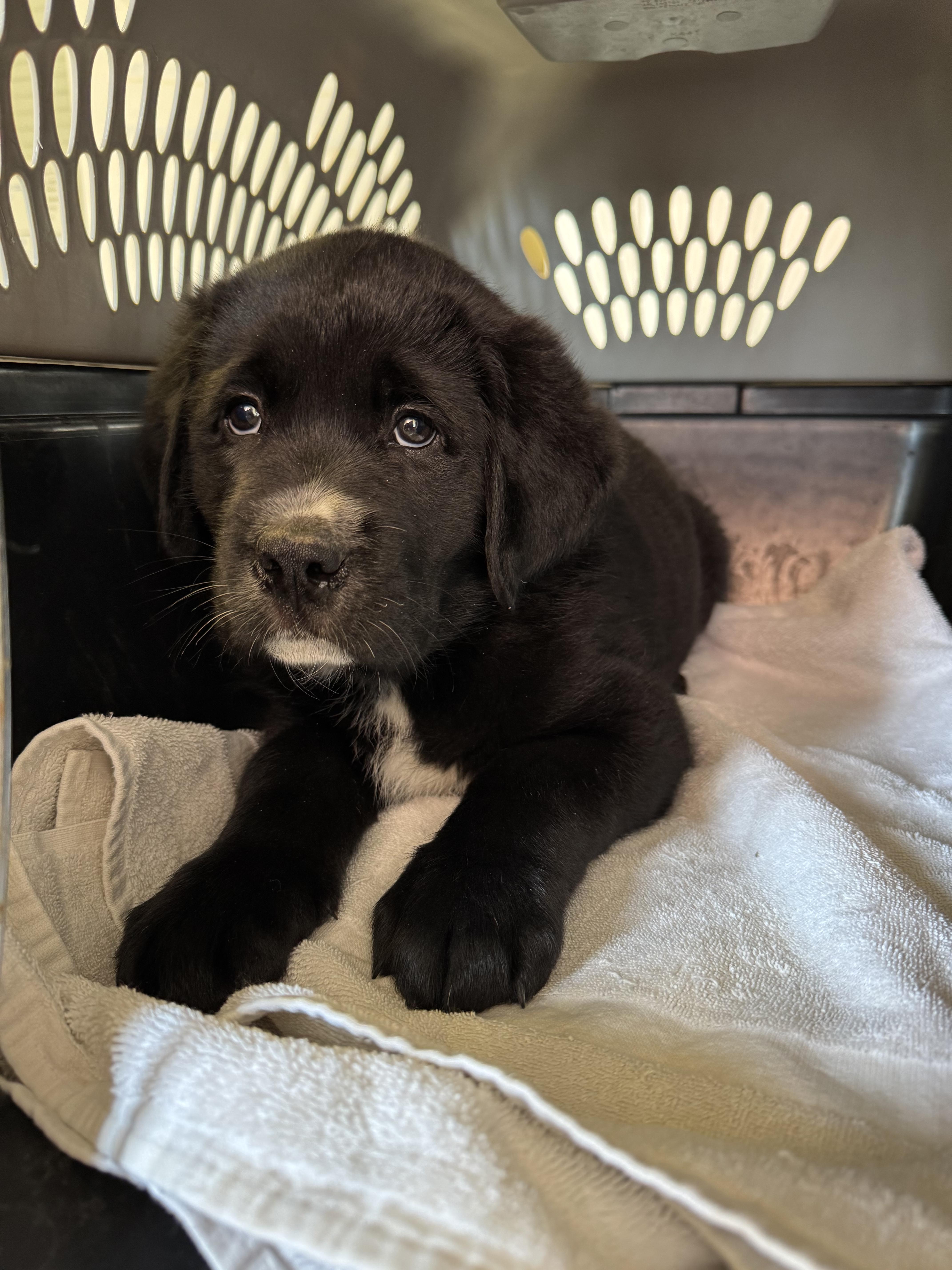 Dog for adoption - Kodiak, a Newfoundland Dog Mix in Southampton, PA ...