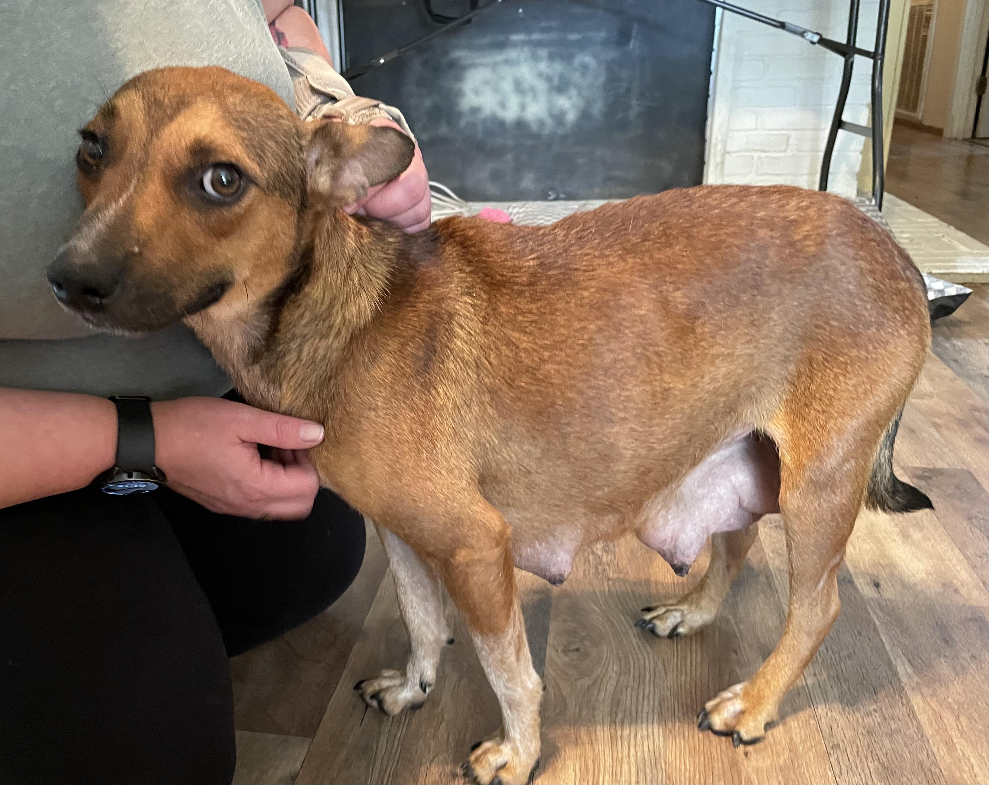 Dog for adoption - Coffee, an Australian Cattle Dog / Blue Heeler Mix in Heber Springs, AR ...