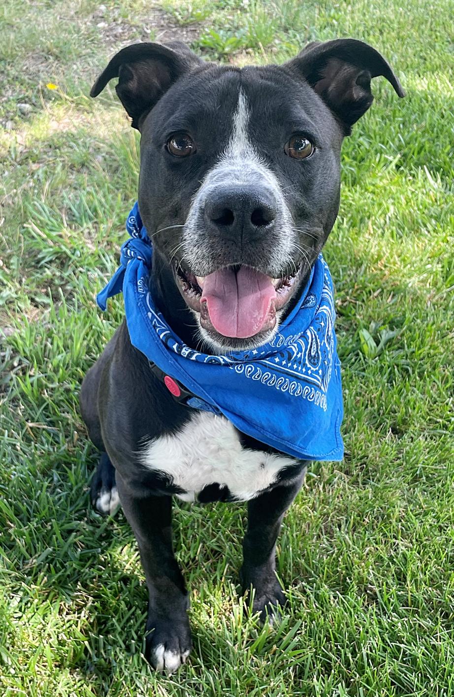 Available Dogs - The A.R.K - Animal Recycling Kennel