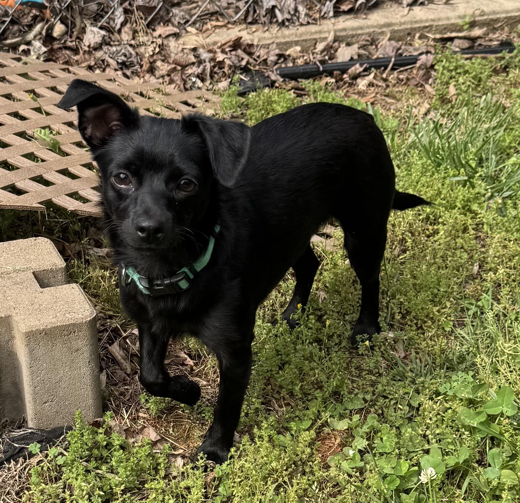 Dog for adoption - Beatrix, a Chihuahua Mix in Maiden, NC | Petfinder