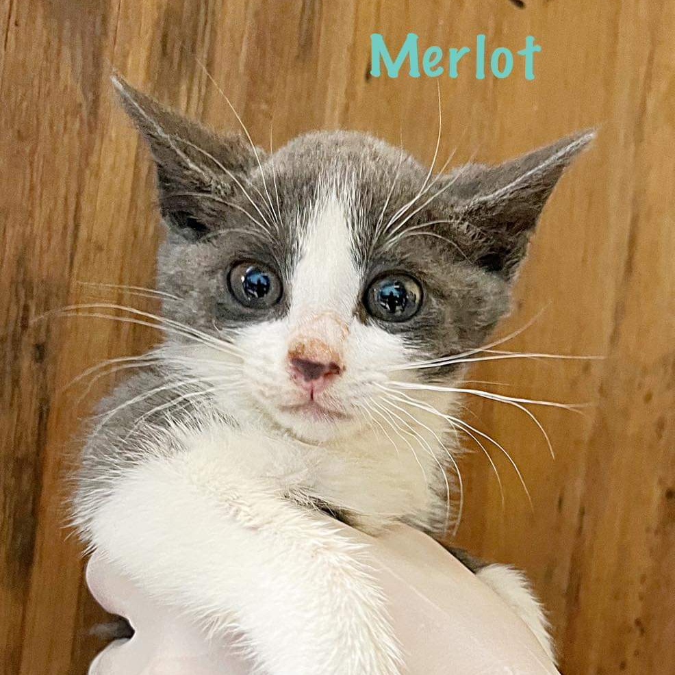Cat for adoption - Merlot, a Domestic Long Hair in St. George, UT ...