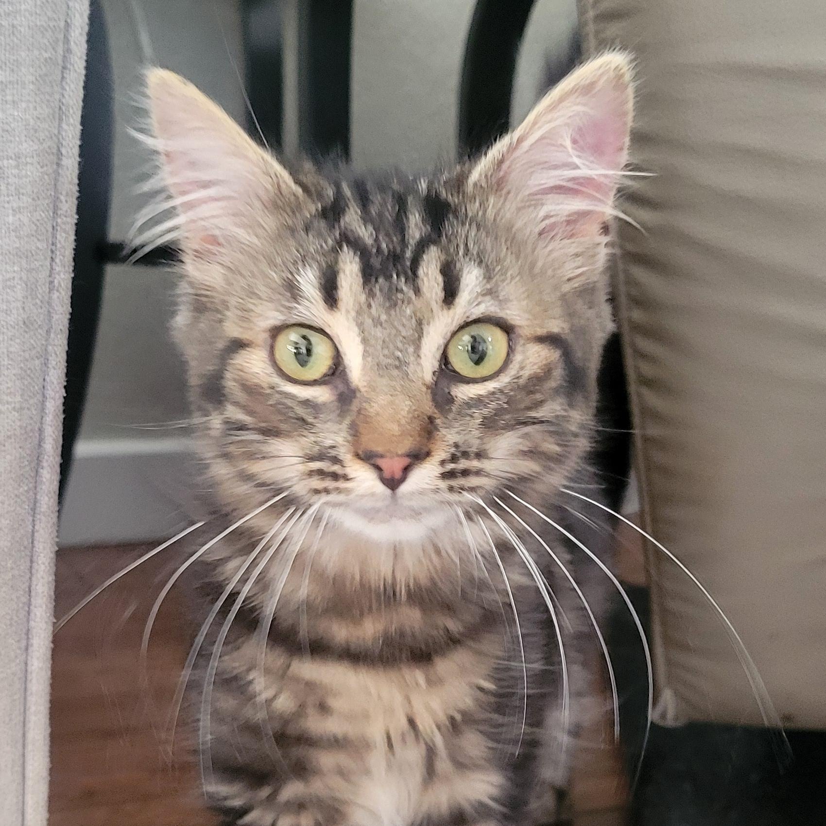 Cat for adoption - Teddie, a Domestic Medium Hair in Springfield, OR ...