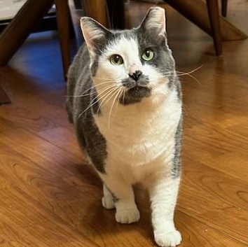 Cat for adoption - Slushy, a Domestic Short Hair in Alexandria, VA ...