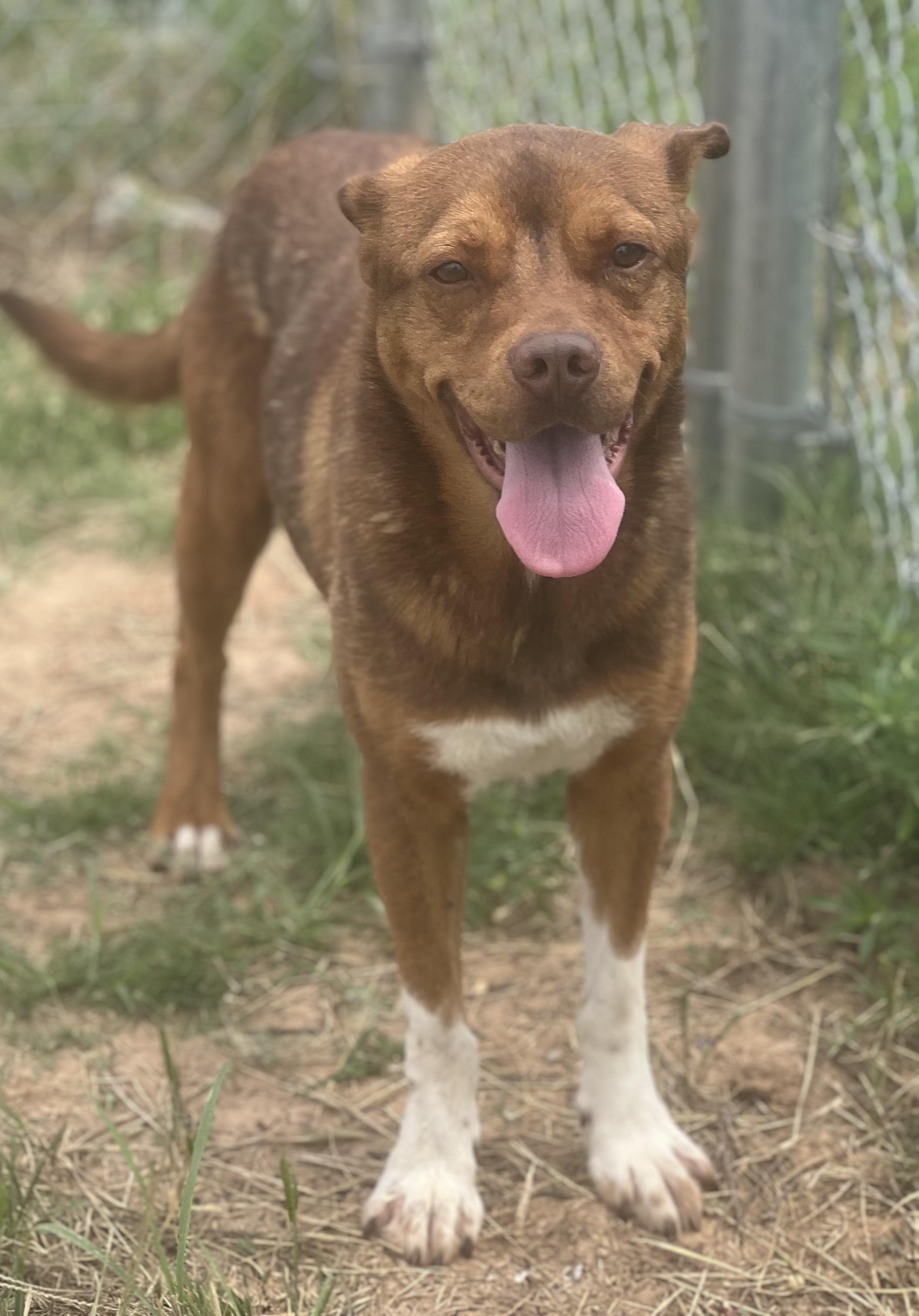 Dog for adoption - J.D, a Mixed Breed in Albany, NY | Petfinder