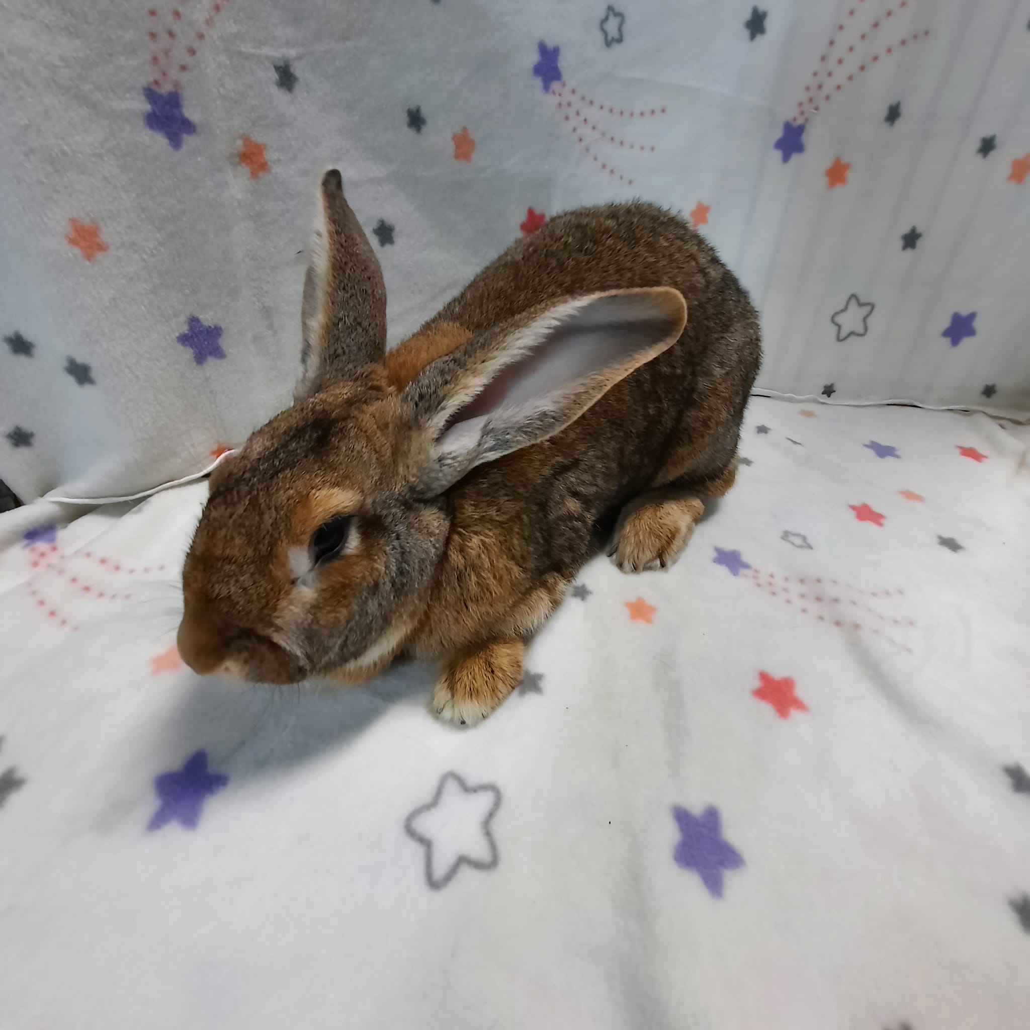 Rabbit for adoption - Lady Love, a Flemish Giant in Montclair, CA ...