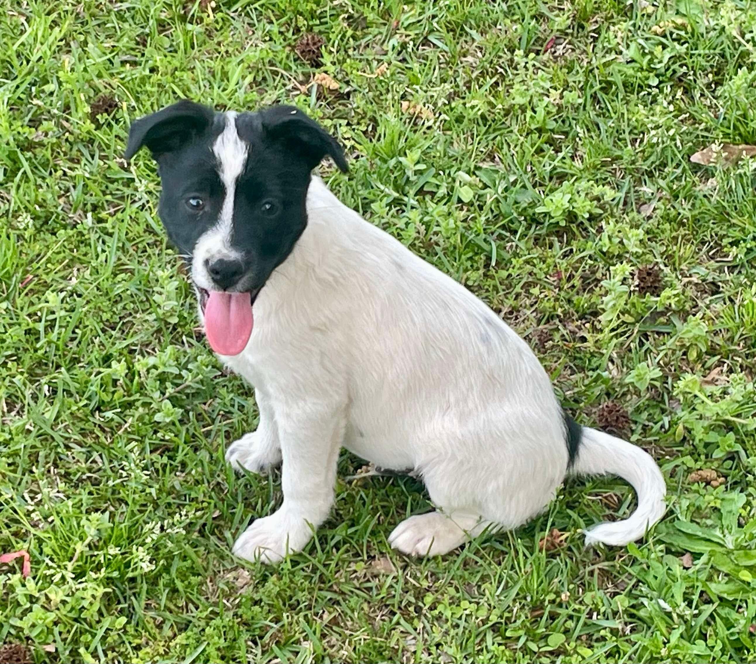 Dog for adoption - Milo, a Border Collie & Rat Terrier Mix in Augusta ...