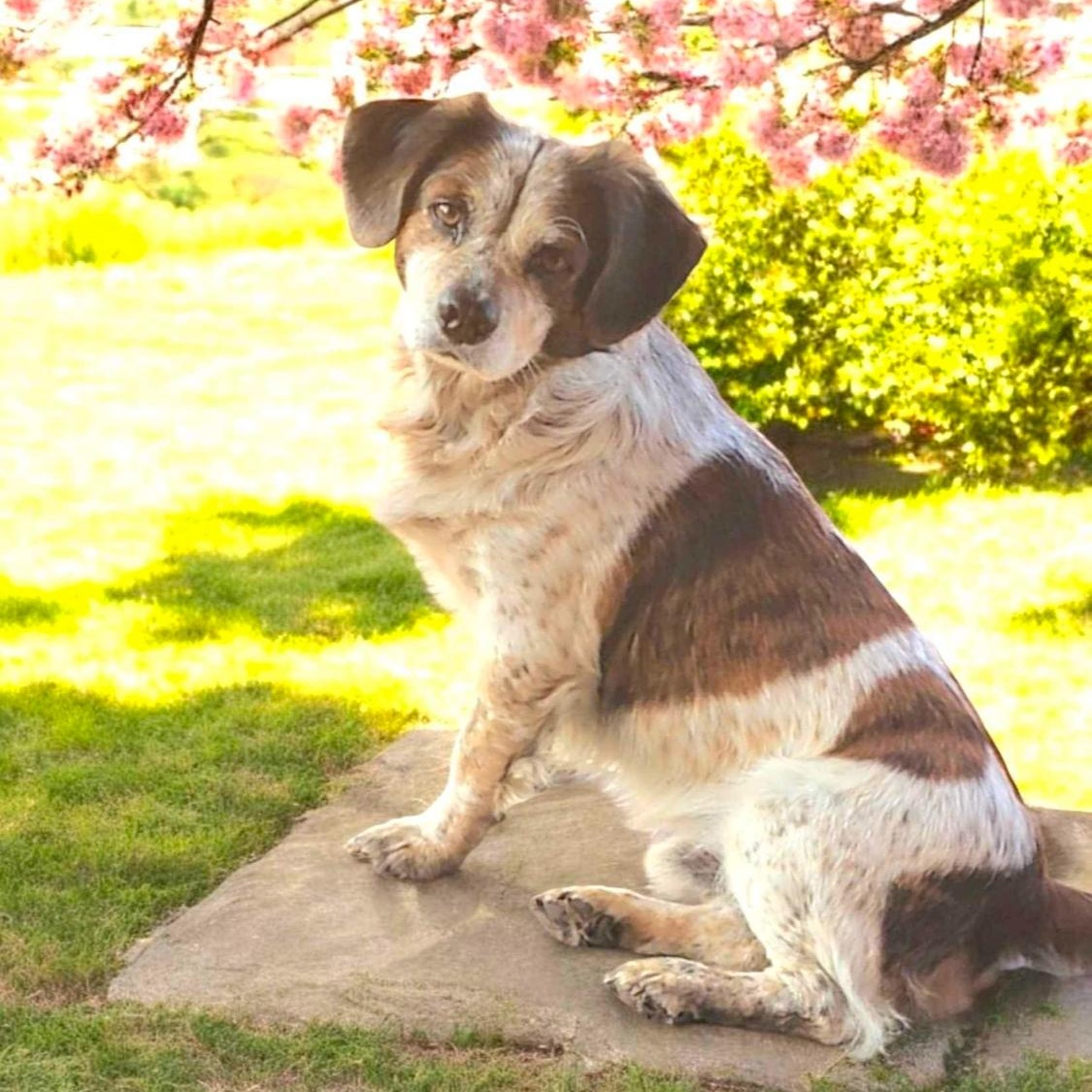 Dog for adoption - Bruno, a Spaniel Mix in Buffalo , NY | Petfinder