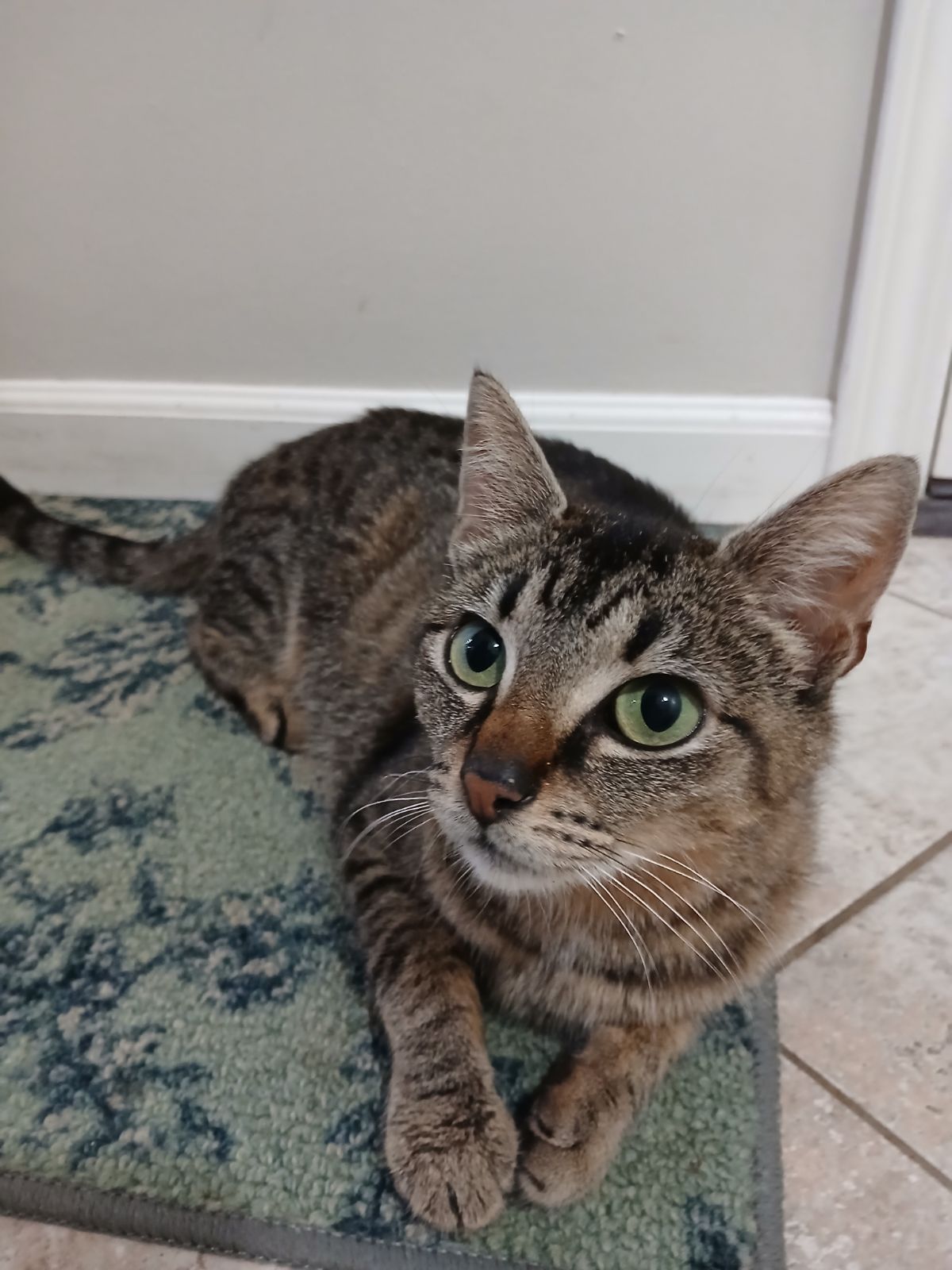 Cat for adoption - Sandy, a Tabby in Pittsburgh, PA | Petfinder