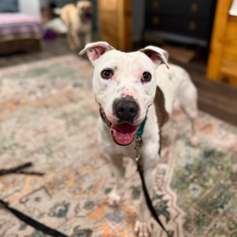 Dog for adoption - Sage the Queen of Puppy Love, a Pit Bull Terrier ...