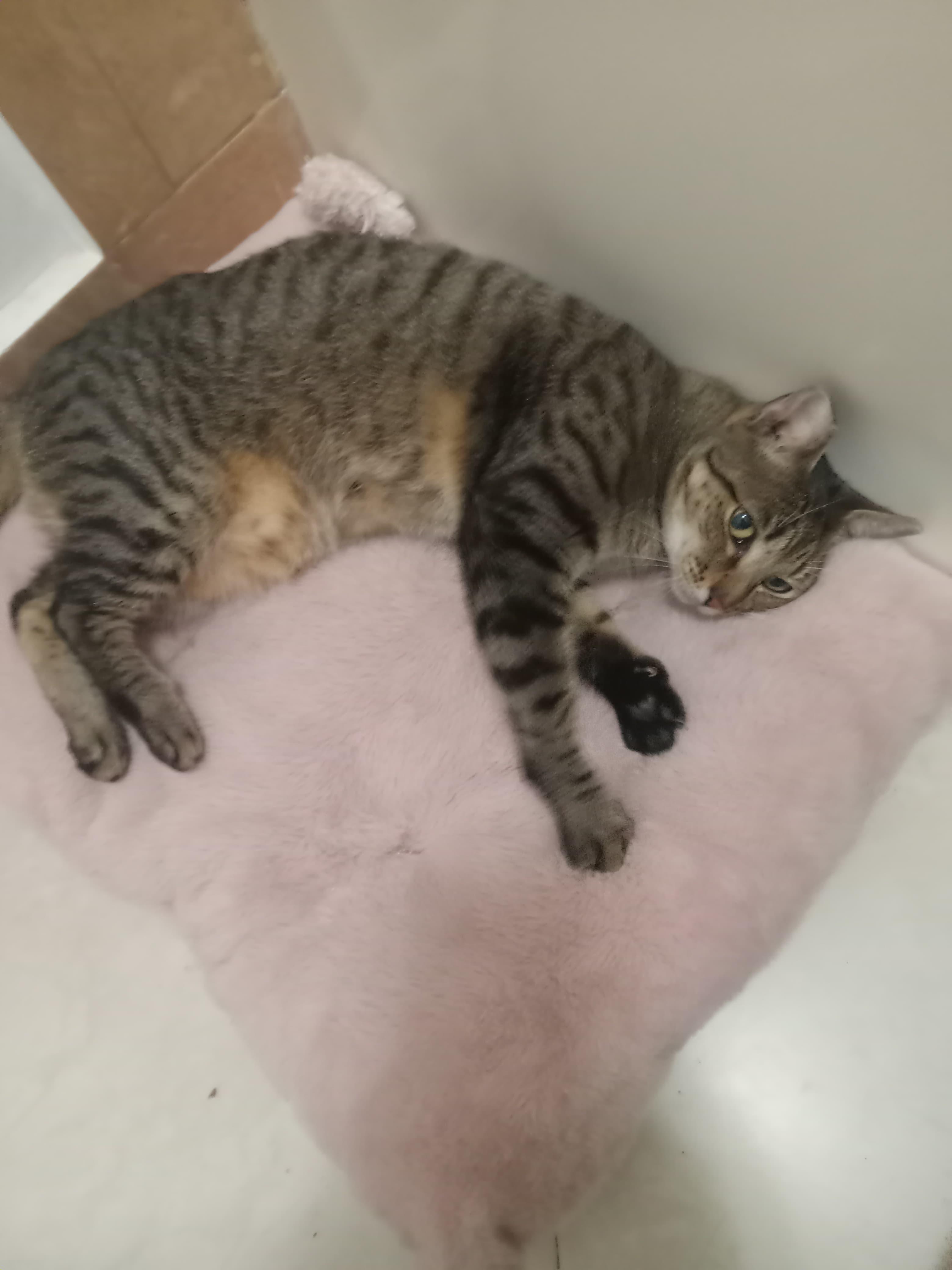 Cat for adoption - Fanny Purrkins, a Tabby in Cambridge, MA | Petfinder