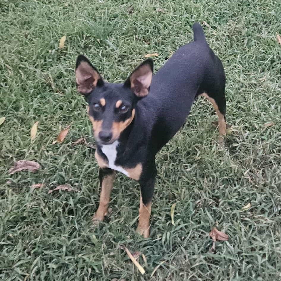 Dog for adoption - Sadie Grace, a Feist Mix in Brewton, AL | Petfinder