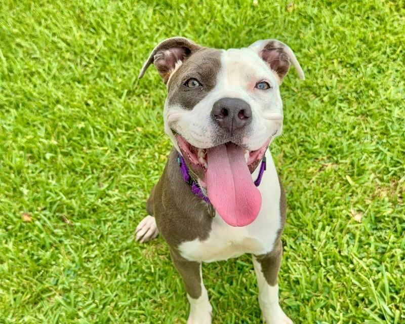 Dog for adoption - Leila Little ittie-bittie pitty and all cutie, a Pit ...