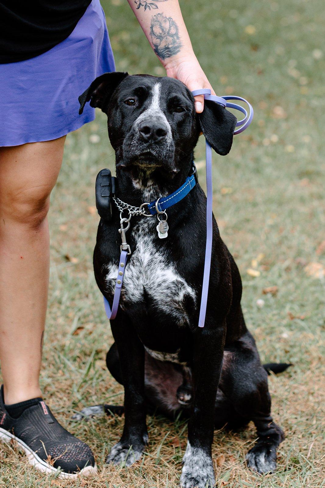 Dog for adoption - DUKE, a Mixed Breed in North York, ON | Petfinder