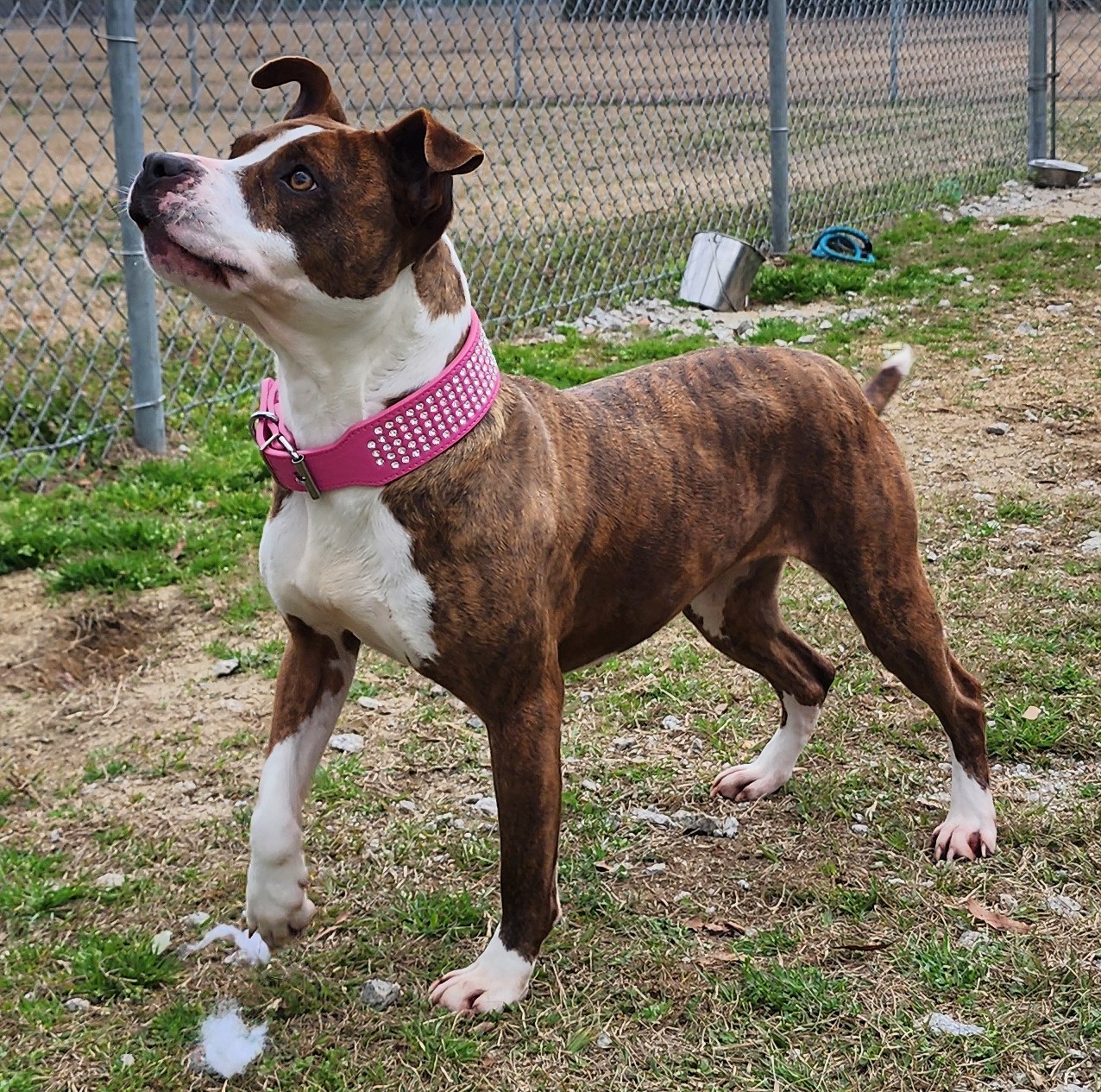 South Carolina Dog Adoptions | Dogs for Adoption in SC