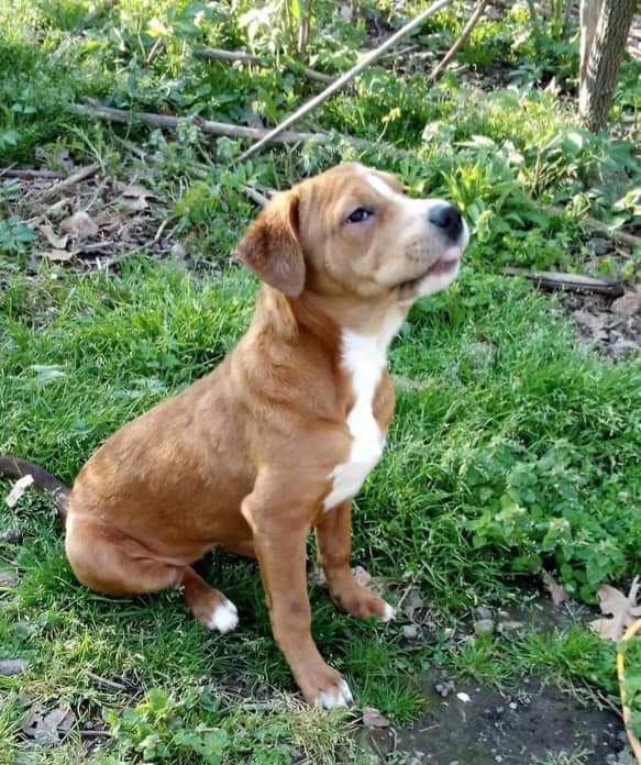 Dog for adoption - Holly, a Labrador Retriever & Boxer Mix in East Dundee , IL | Petfinder