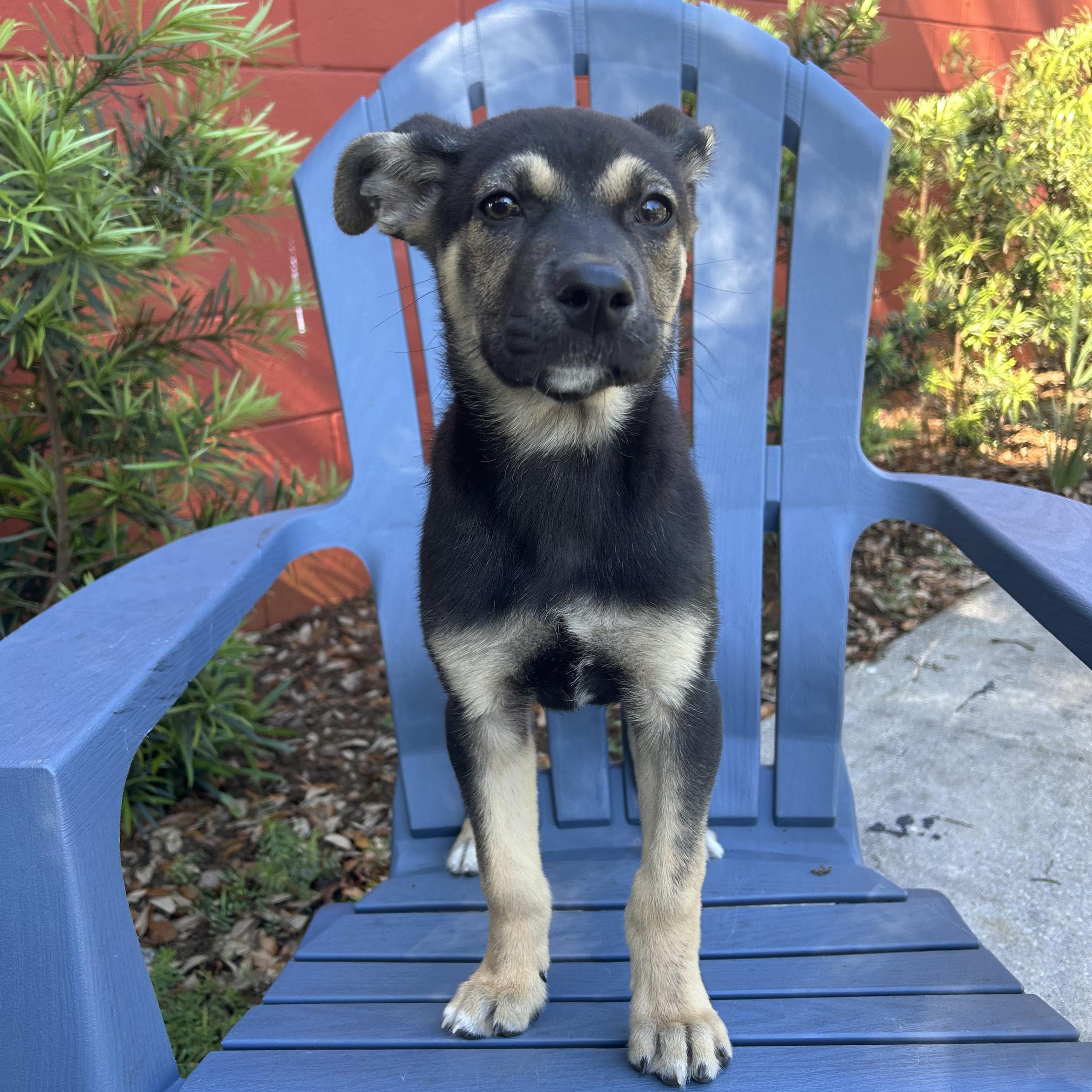 Emory - Adoptable Pet | Petfinder | Petfinder