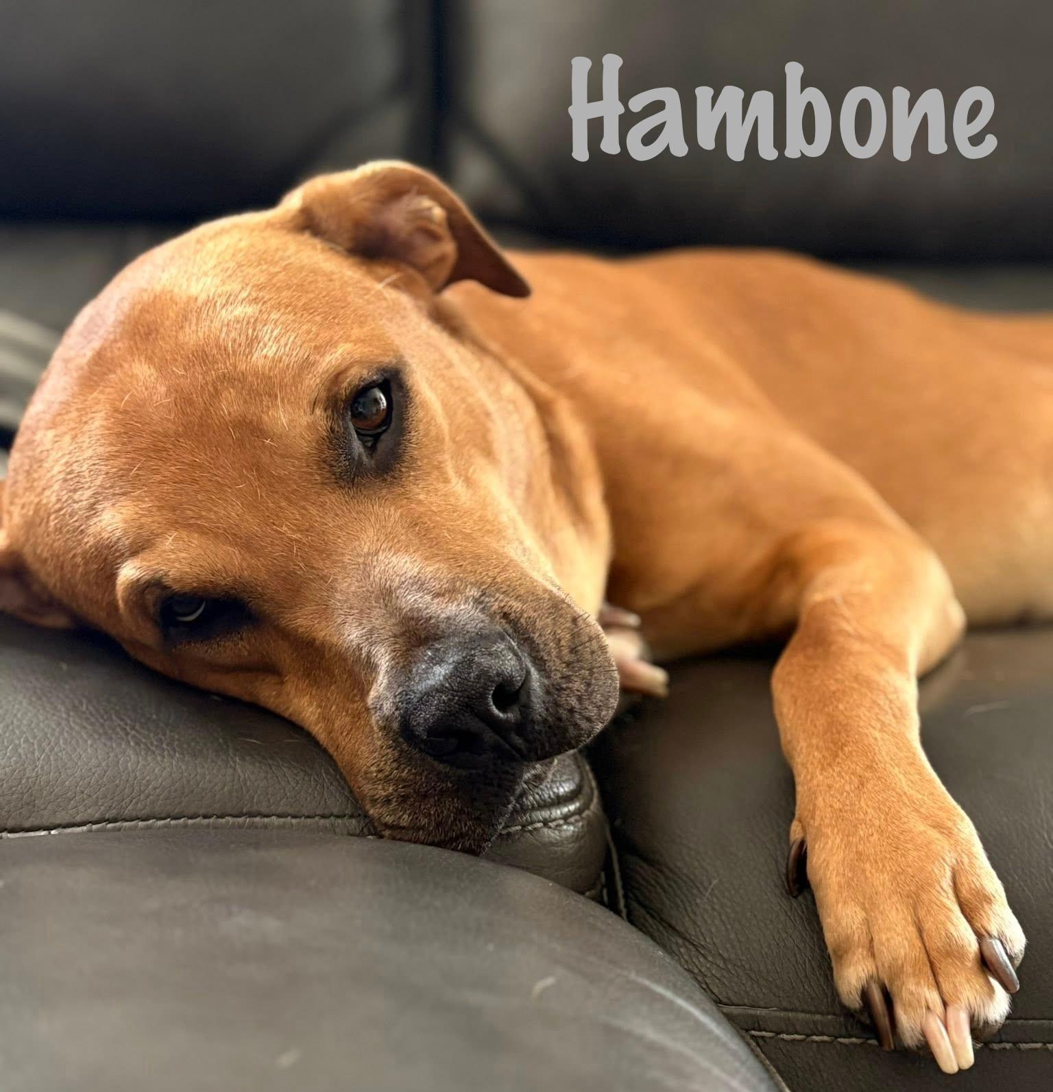 Dog for adoption - Hambone AKA Rambo, a Labrador Retriever & Terrier ...