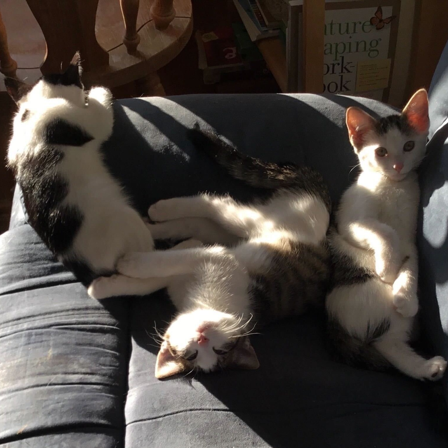 Available Cats | The Cat Connection | Cat Rescue Organization