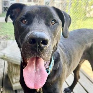 Dog for adoption - Hughnormous-W, a Great Dane & Labradoodle Mix in ...