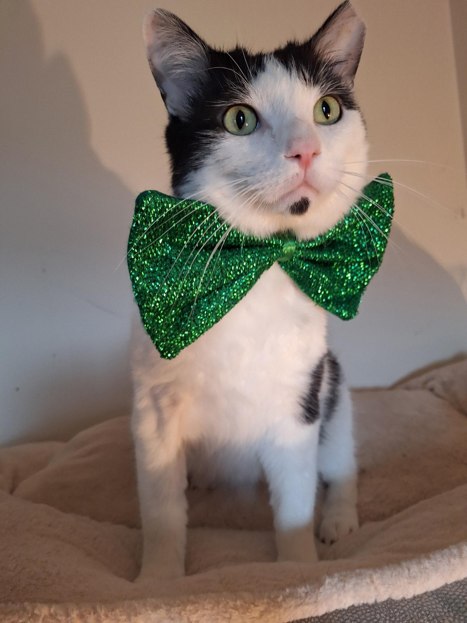 Cat for adoption - Pepe Le Pew, a Domestic Short Hair in Indianapolis ...