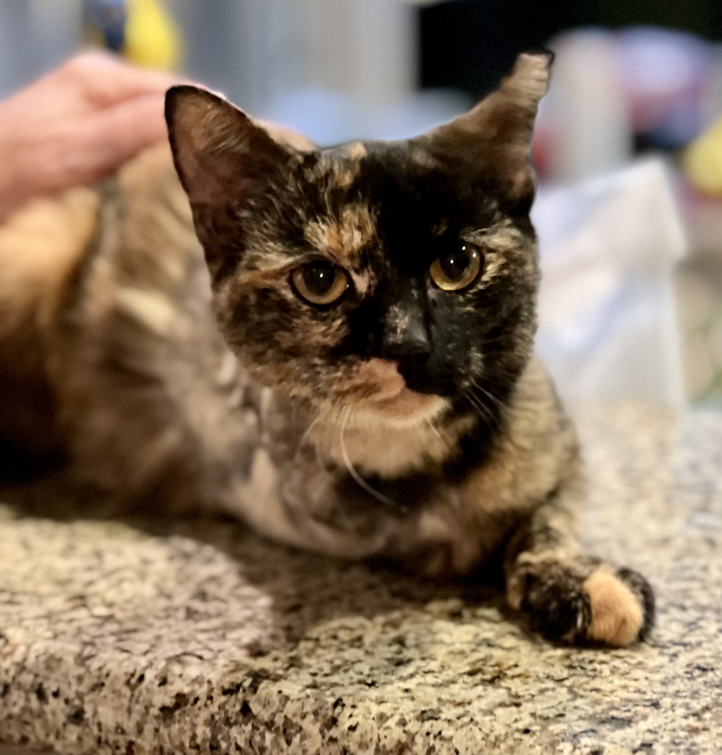 Cat for adoption - Erin (Amputee) - North Conroe Petsmart , a ...